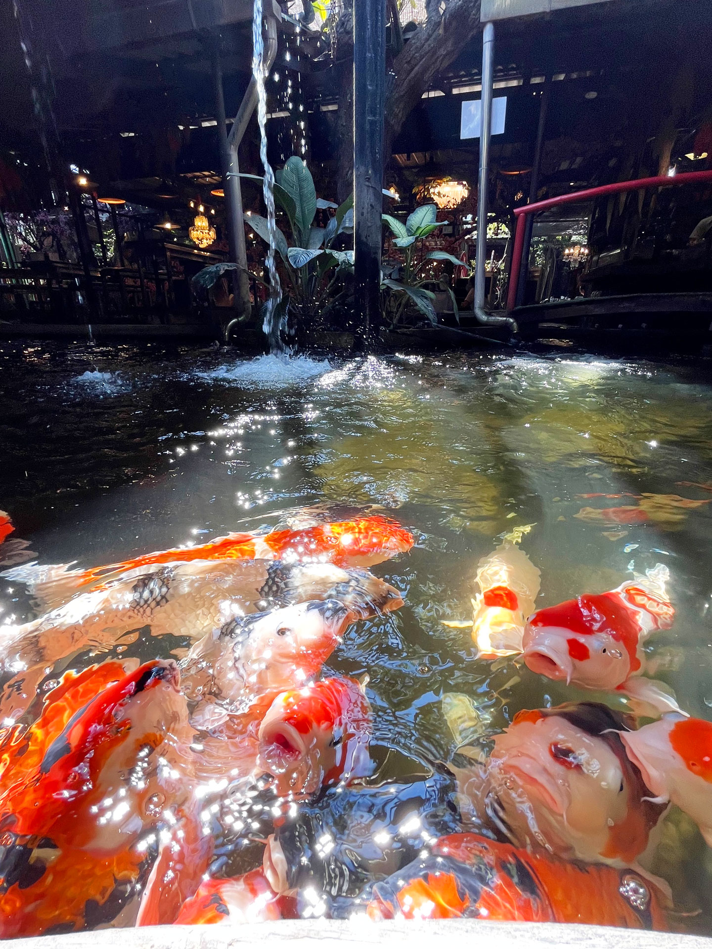 Carp Cafe’ - Chiang Mai Kids by BKK Kids