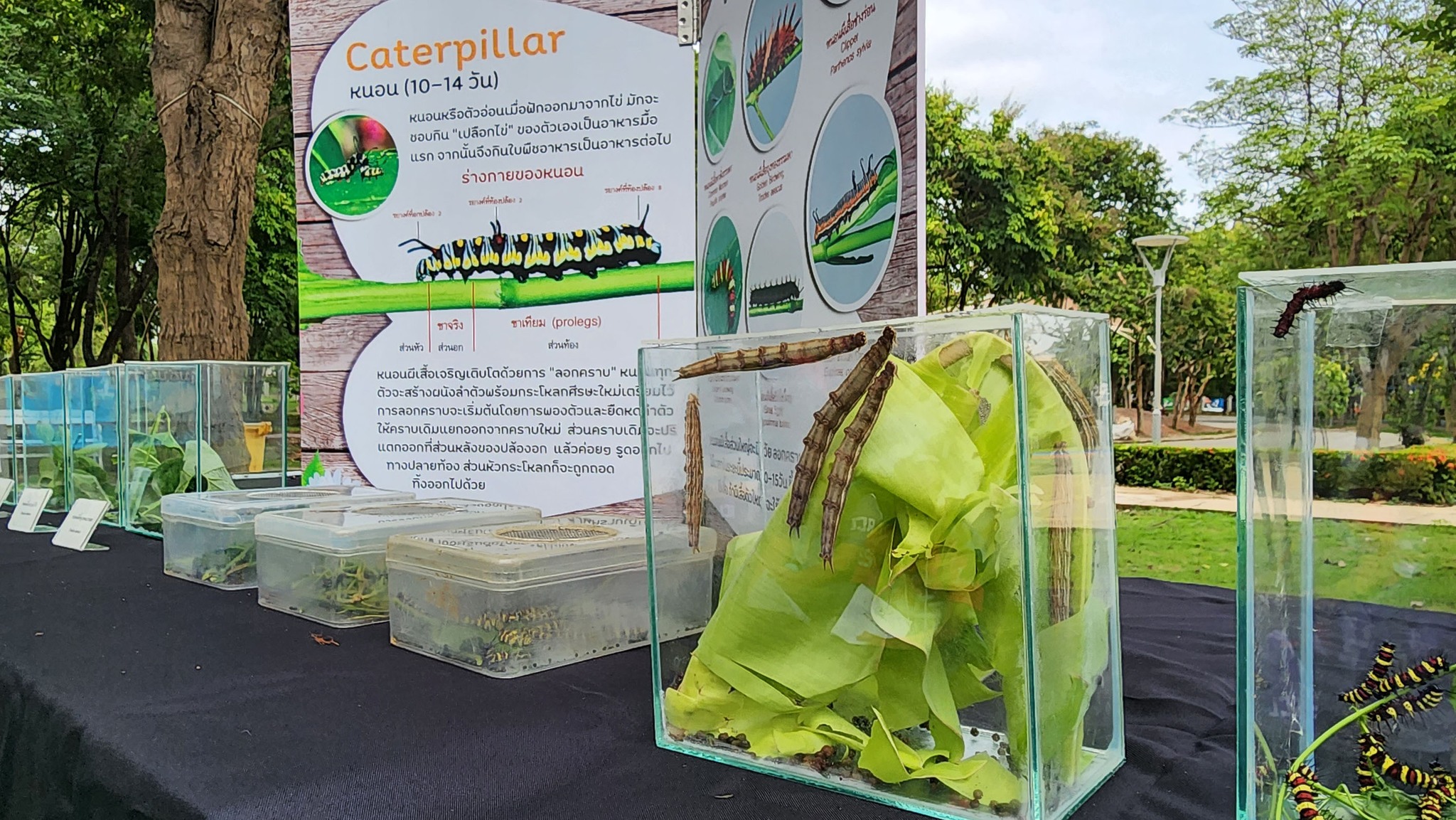 Siam Insect Zoo - Chiang Mai Kids by BKK Kids