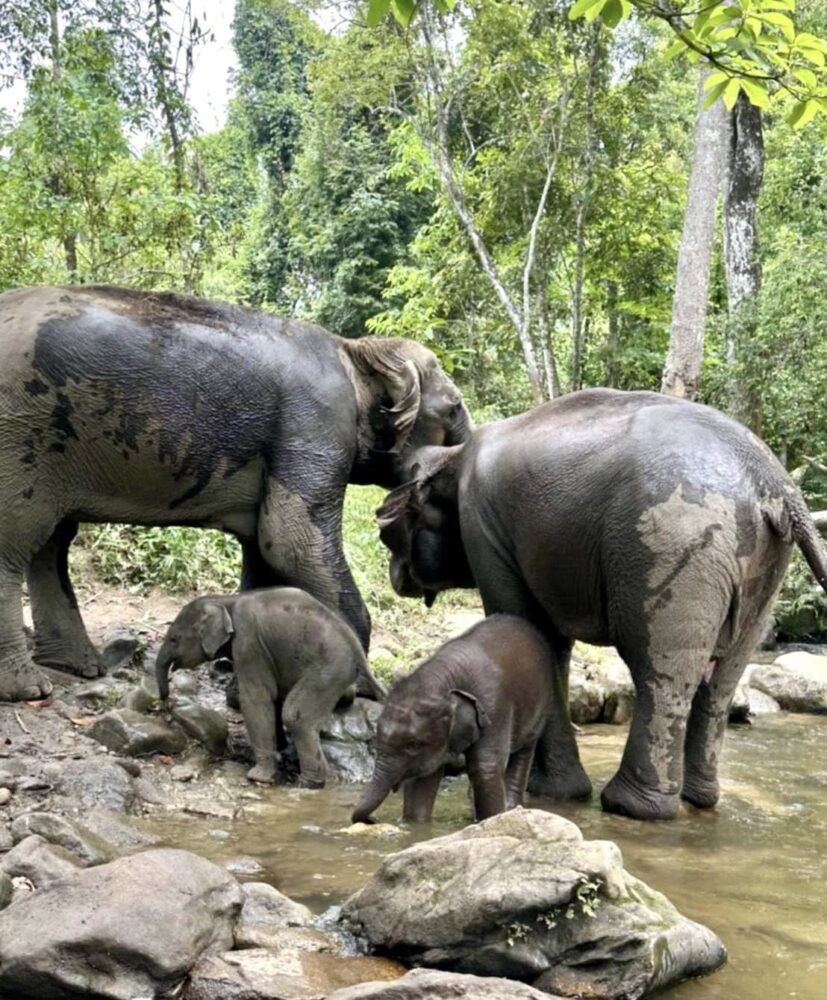 Chiang Mai Elephant Land - Chiang Mai Kids by BKK Kids