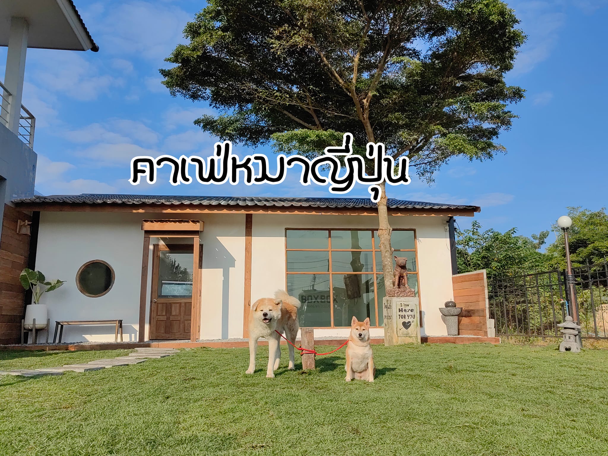 Box Box Dog Cafe Chiang Mai - Chiang Mai Kids by BKK Kids