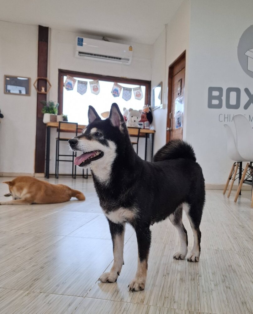 Box Box Dog Cafe Chiang Mai - Chiang Mai Kids by BKK Kids