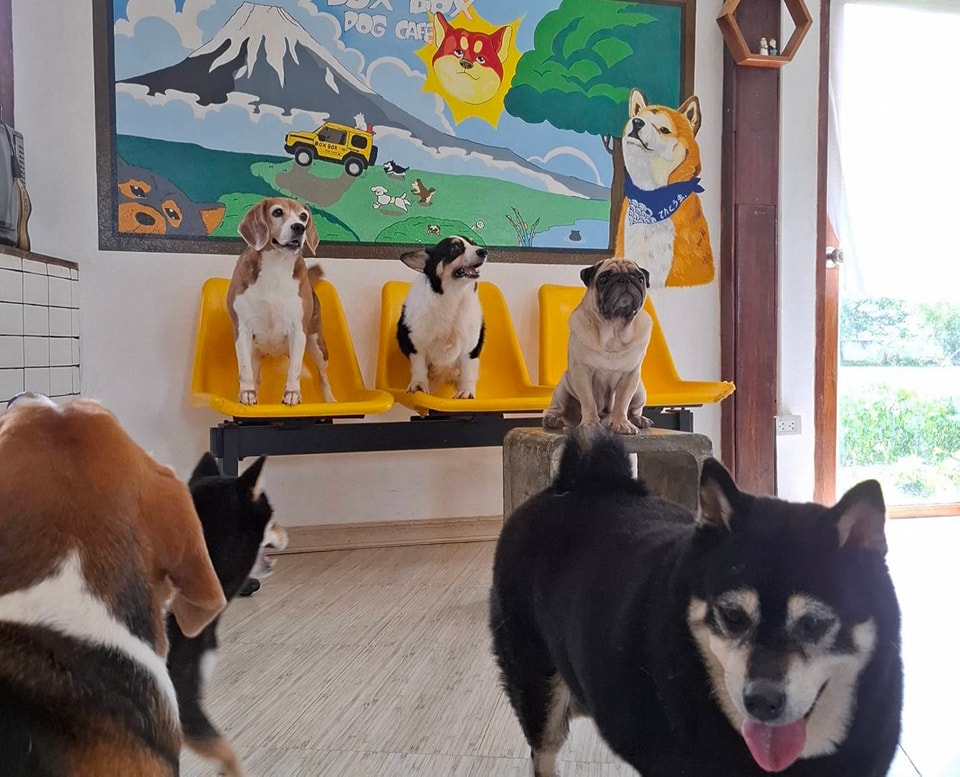 Box Box Dog Cafe Chiang Mai - Chiang Mai Kids by BKK Kids