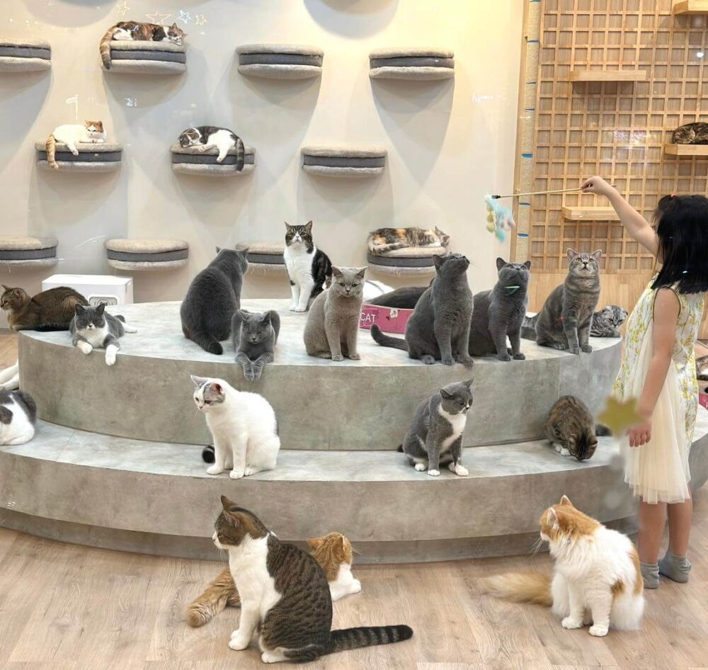 Mali Cat Cafe & Bar Nimman Chiang Mai - Chiang Mai Kids by BKK Kids