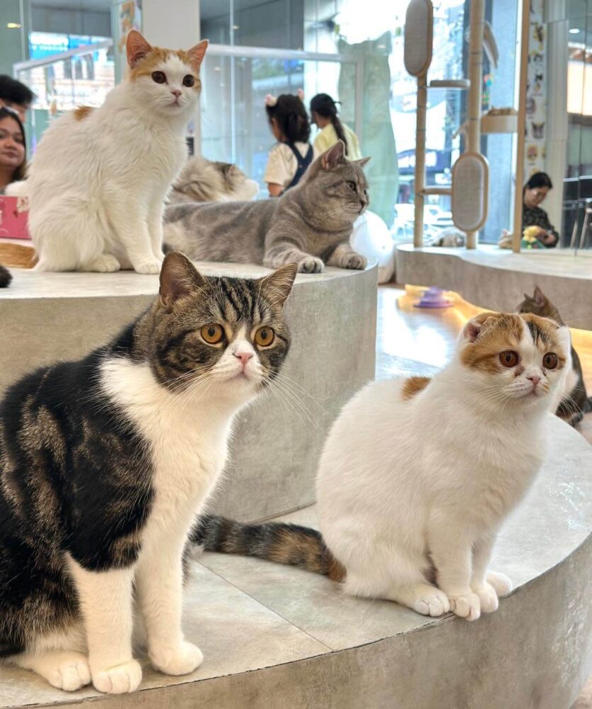 Mali Cat Cafe & Bar Nimman Chiang Mai - Chiang Mai Kids by BKK Kids